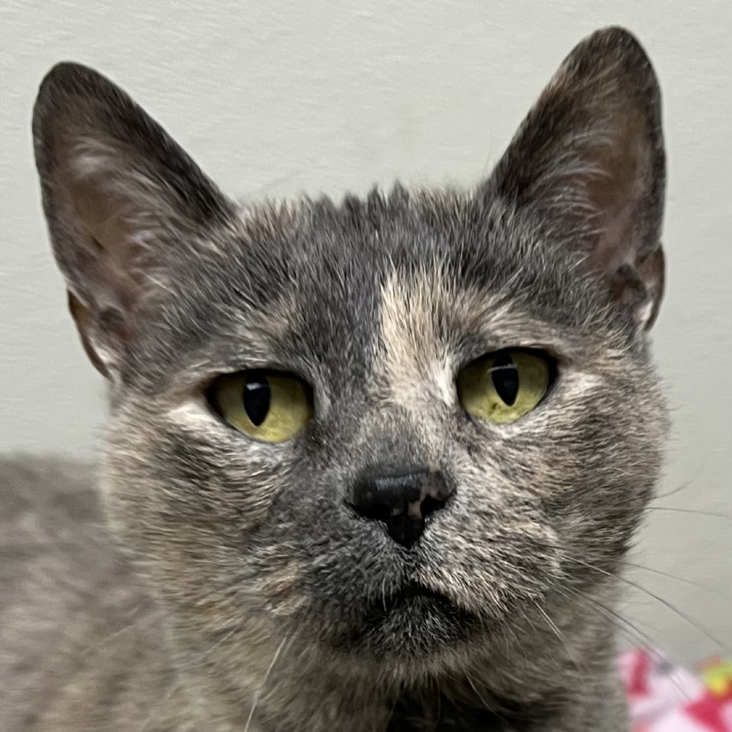 Hello my name is Winnie | Cats | KSL Classifieds