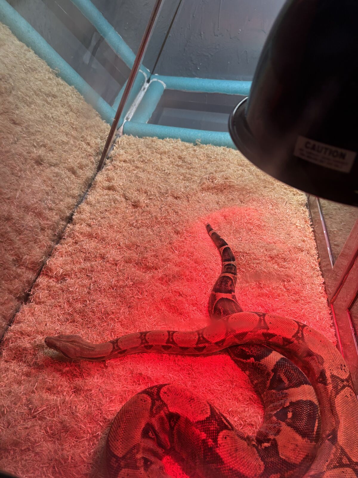 Female Anery Het Snow Boa | Reptiles | KSL Classifieds