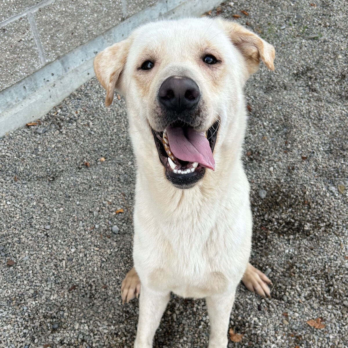 Buzz | Dogs | KSL Classifieds