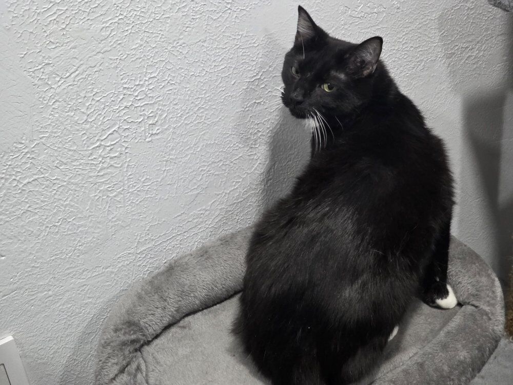 Free to a good home: Salem (2yo Tuxedo Cat) | Cats | KSL Classifieds