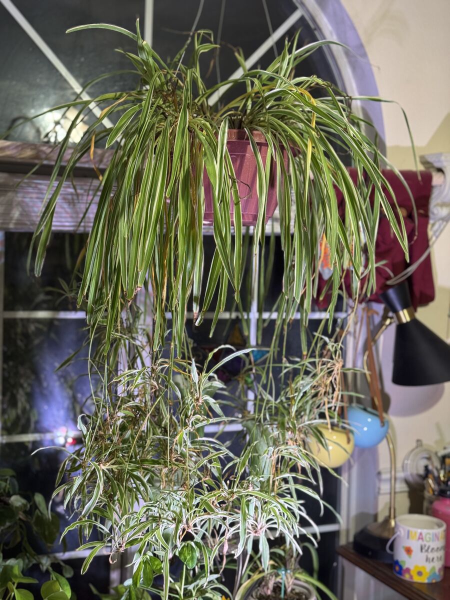 Spider plant for sale | Plants: Flowers And Trees | KSL Classifieds