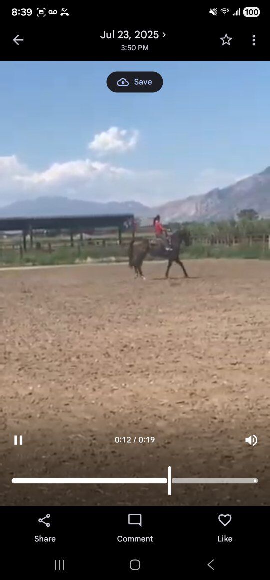 Gelding (named Brownie) Grade | Horses | KSL Classifieds