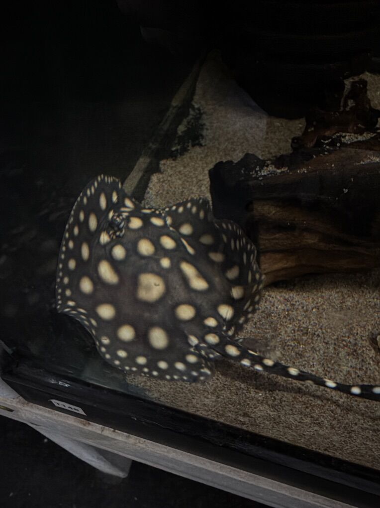 Male Black Diamond Stingray | Fish | KSL Classifieds