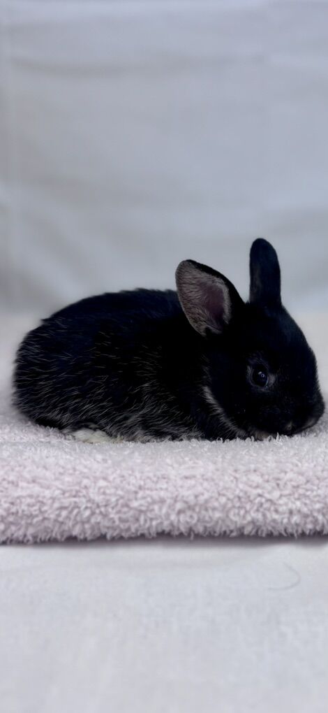 Baby Bunny - Black Otter - Buck | Rabbits | KSL Classifieds