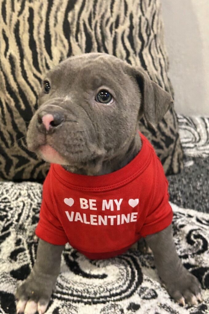 Pit Bull | Dogs | KSL Classifieds