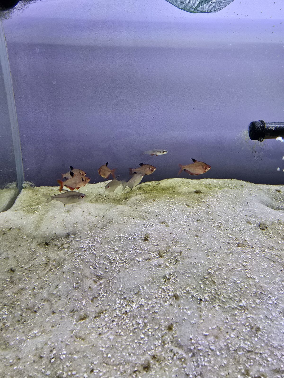 Fish | Fish | KSL Classifieds