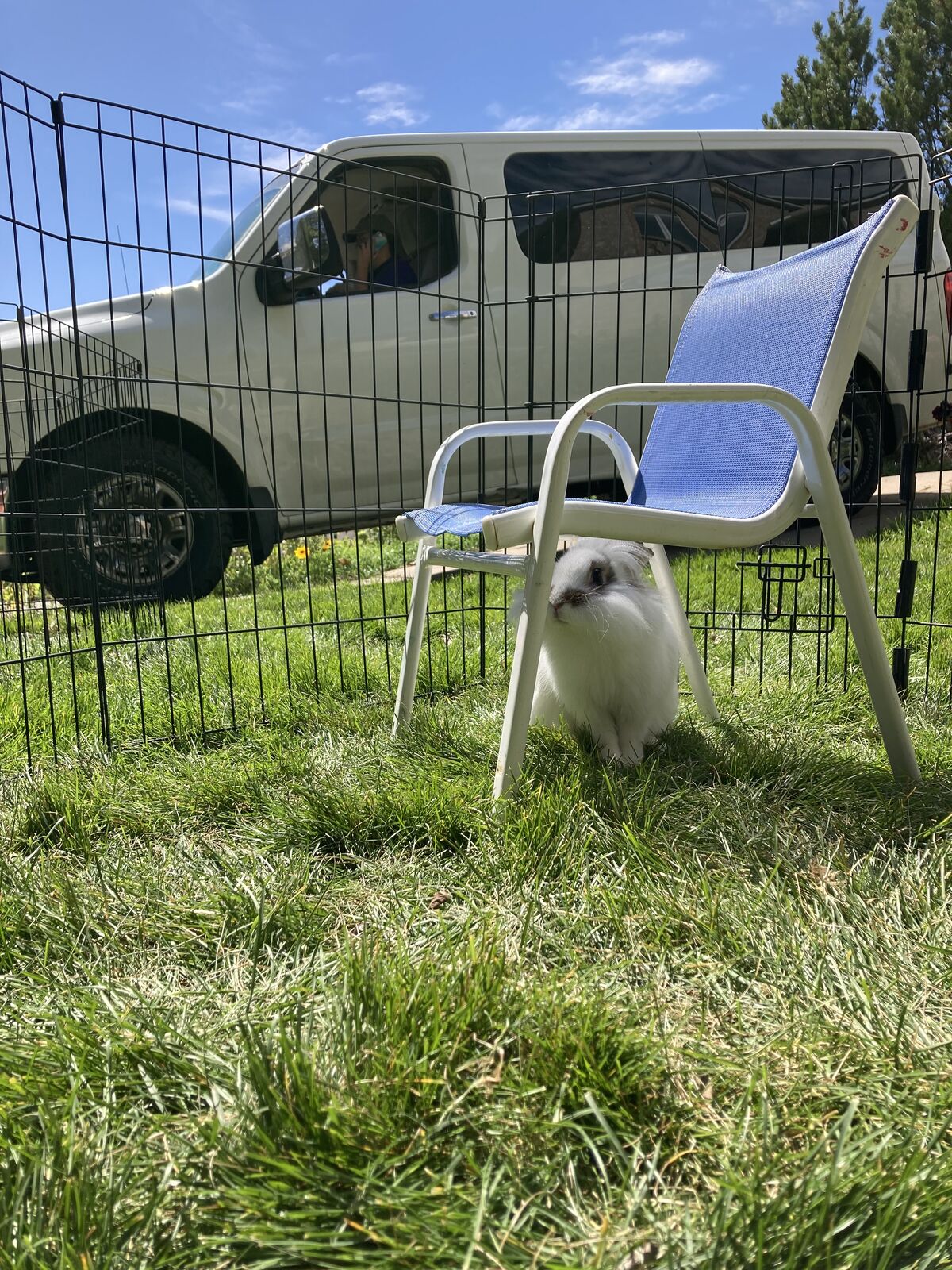 Super cute lionhead Rex bunny for sale 🥰 | Rabbits | KSL Classifieds