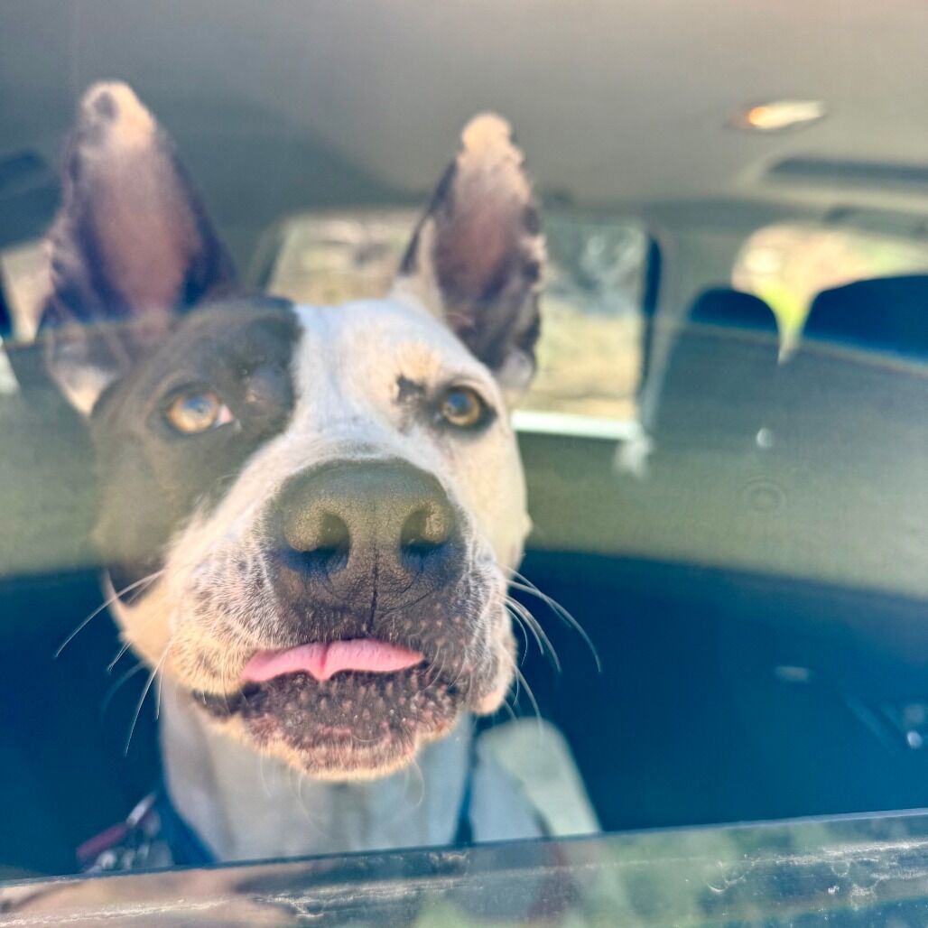 Hello my name is Bree | Dogs | KSL Classifieds