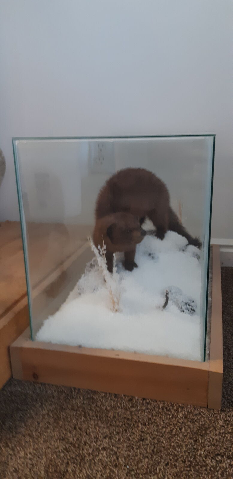 Mink Display | Skins and Taxidermy Mounts | KSL Classifieds