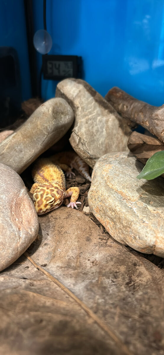 Full terrarium with Leopard Gecko inlcuded | Pet Equipment and Supplies ...