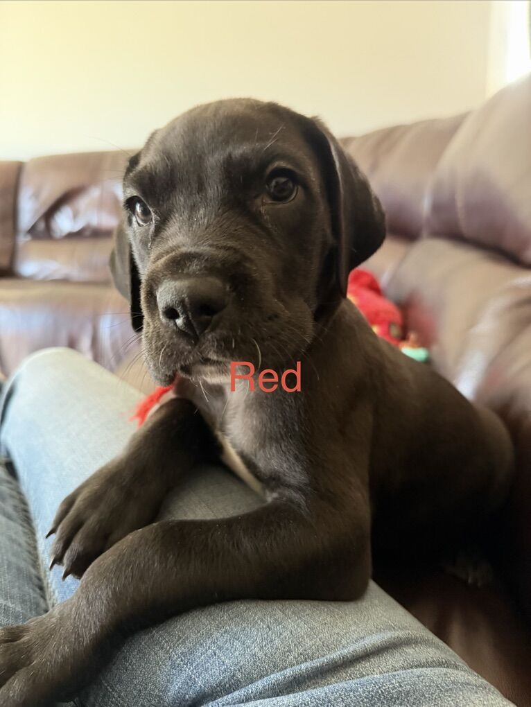 Great Dane Puppies | Dogs | KSL Classifieds