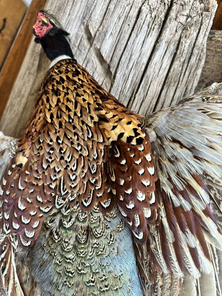 Pheasant Rooster wall Mount | Skins and Taxidermy Mounts | KSL Classifieds