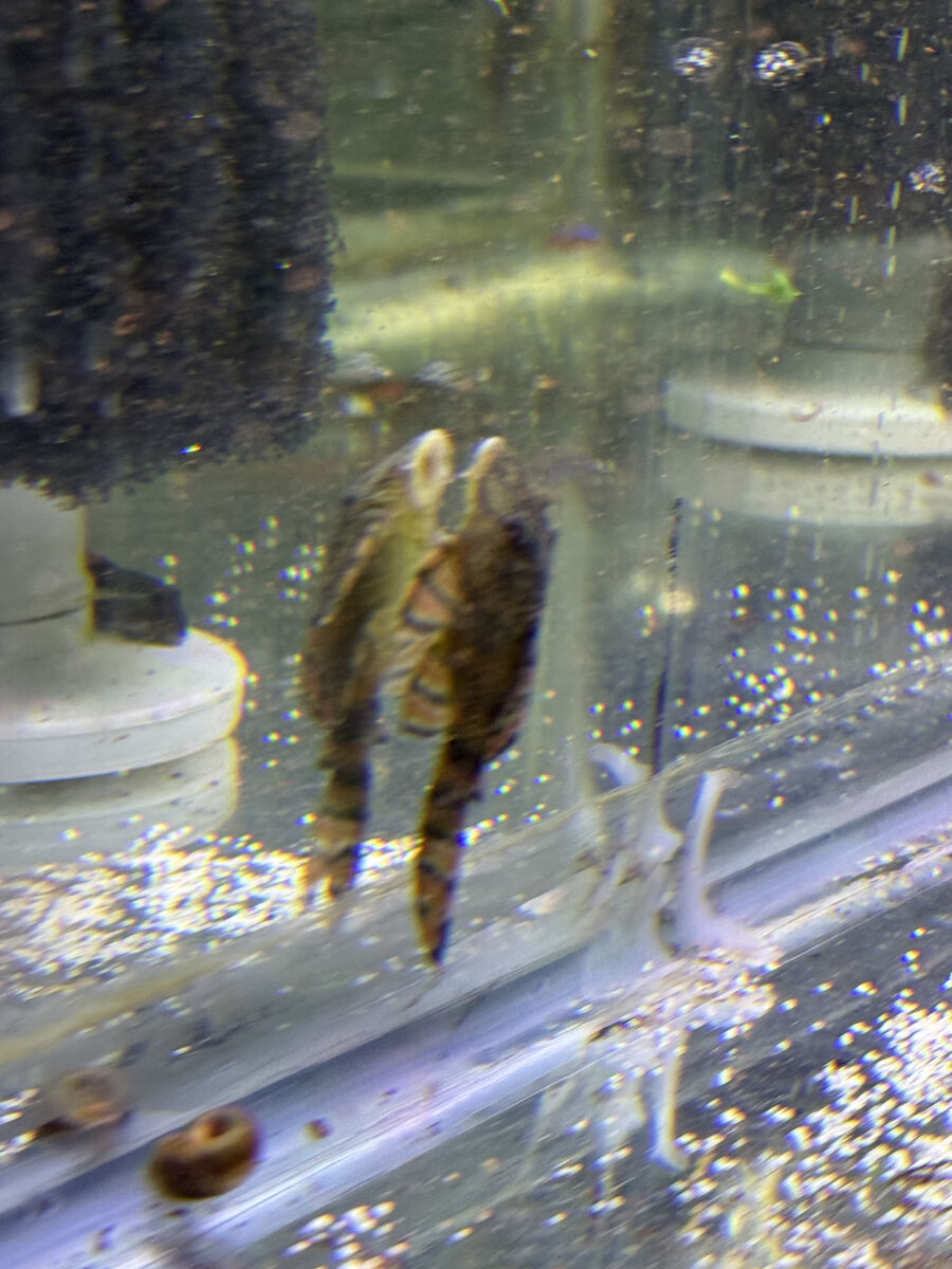 L397 Alenquer Tiger Plecos | Fish | KSL Classifieds
