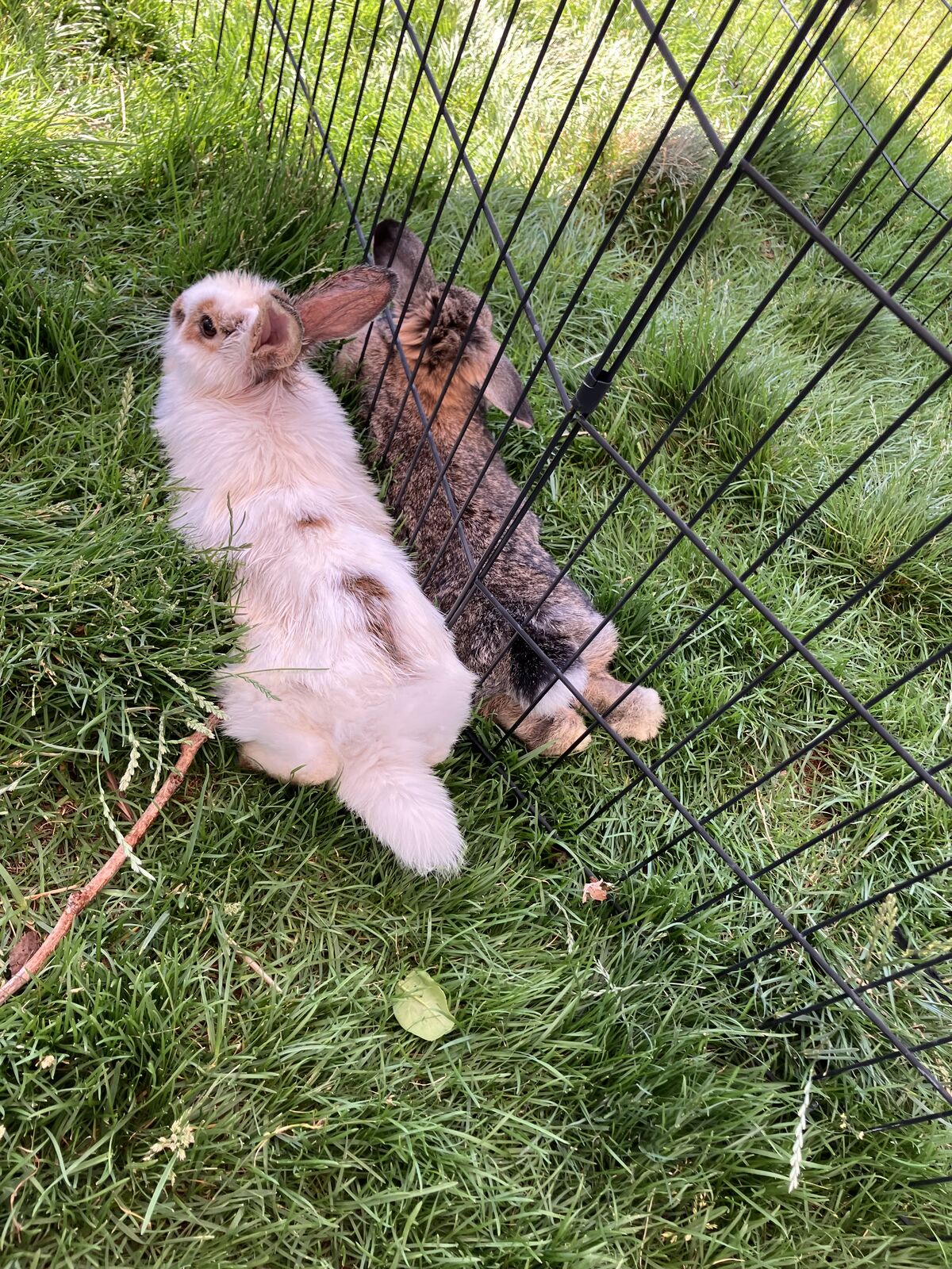 Super cute lionhead Rex bunny for sale 🥰 | Rabbits | KSL Classifieds