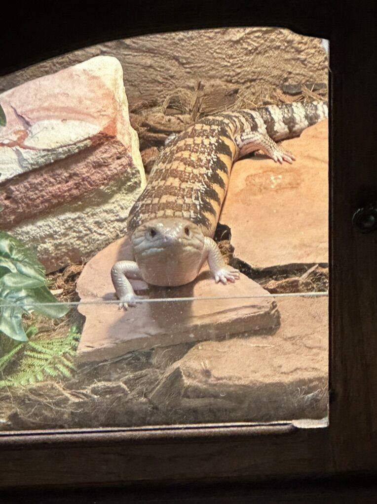 Blue Tongue Skink | Reptiles | KSL Classifieds