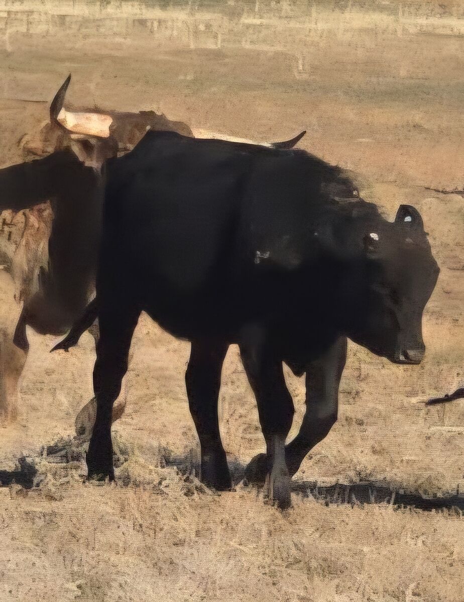 BULL | Cattle | KSL Classifieds