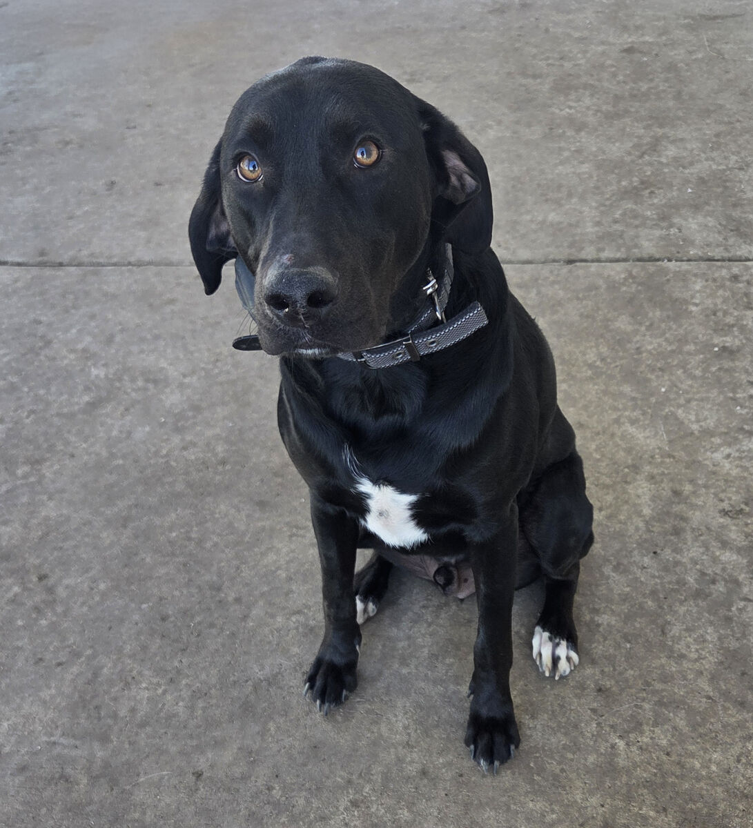 Beau – Professionally Trained 1 Year Old Lab Mix Looking for Forever ...