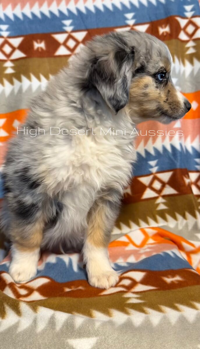 Mini Aussies ( Miniature American Shepherd ) | Dogs | KSL Classifieds
