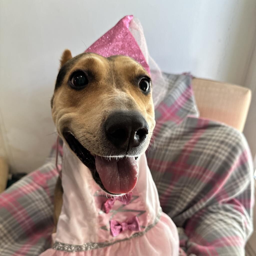 Hello my name is Dana | Dogs | KSL Classifieds