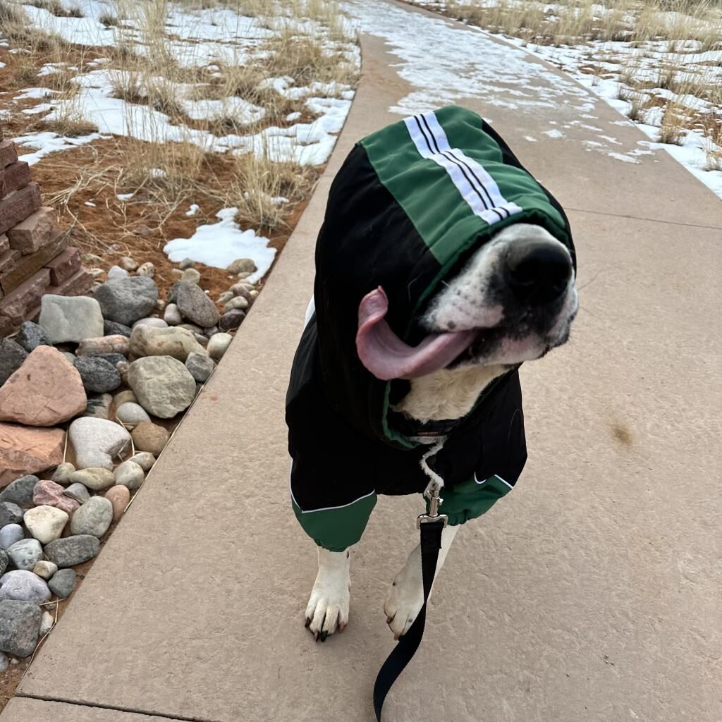 Hello my name is Eloise | Dogs | KSL Classifieds