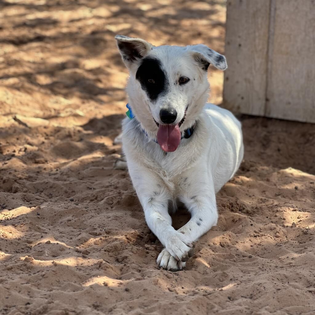 Hello my name is Spots | Dogs | KSL Classifieds