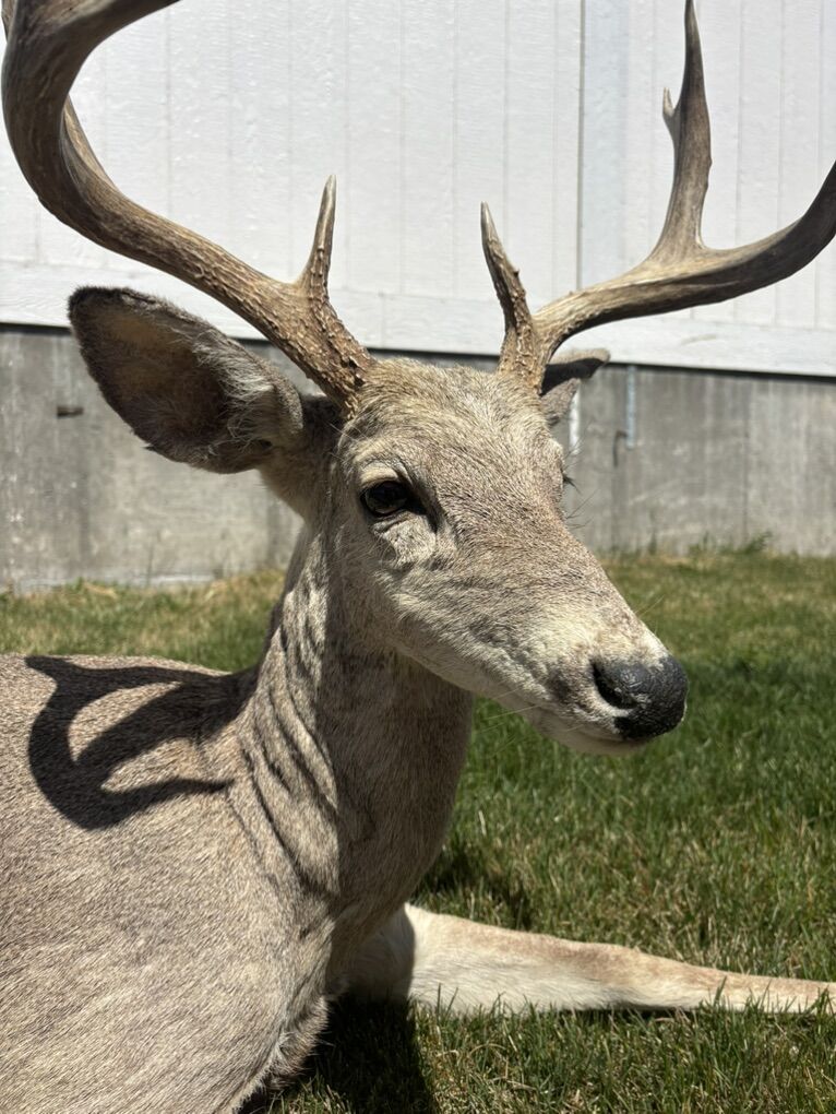 Full Body Coues | Skins and Taxidermy Mounts | KSL Classifieds