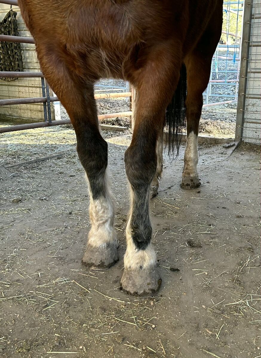 Draft x Mare - Need to sell | Horses | KSL Classifieds