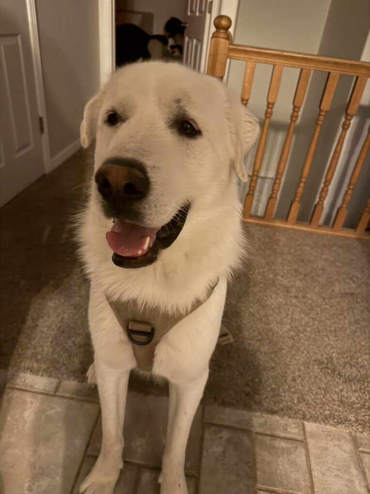 Great Pyrenees Male | Dogs | KSL Classifieds