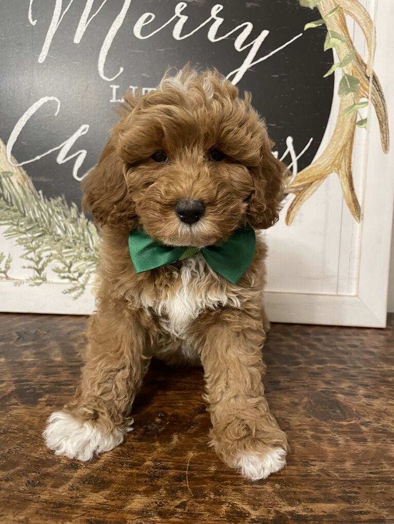 Reduced Price! Ready NOW! Mini Goldendoodle Boy | Dogs | KSL Classifieds