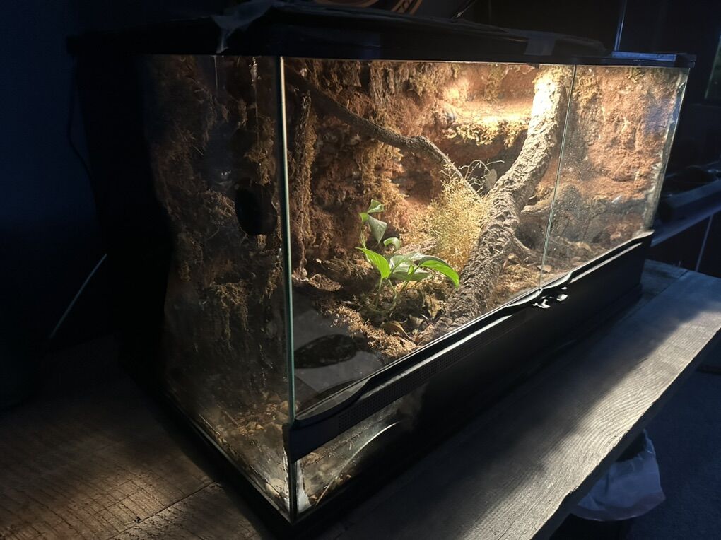 Ball Python | Reptiles | KSL Classifieds