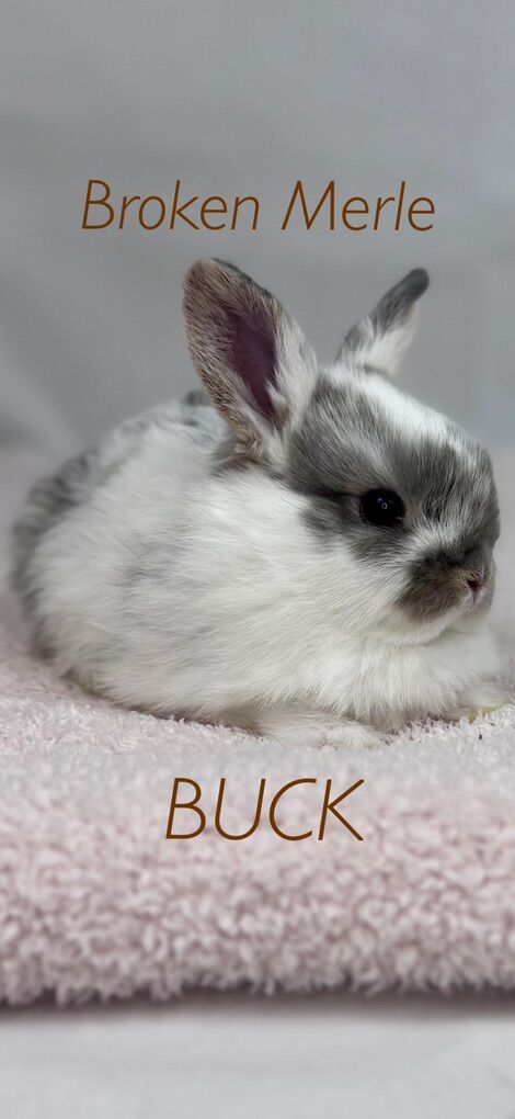 Baby Bunny - Broken Merle - Buck | Rabbits | KSL Classifieds