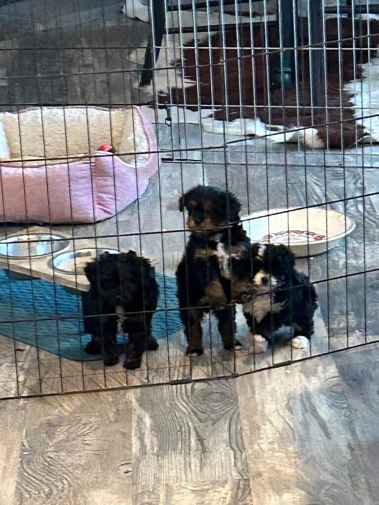 Toy Aussiedoodles | Dogs | KSL Classifieds
