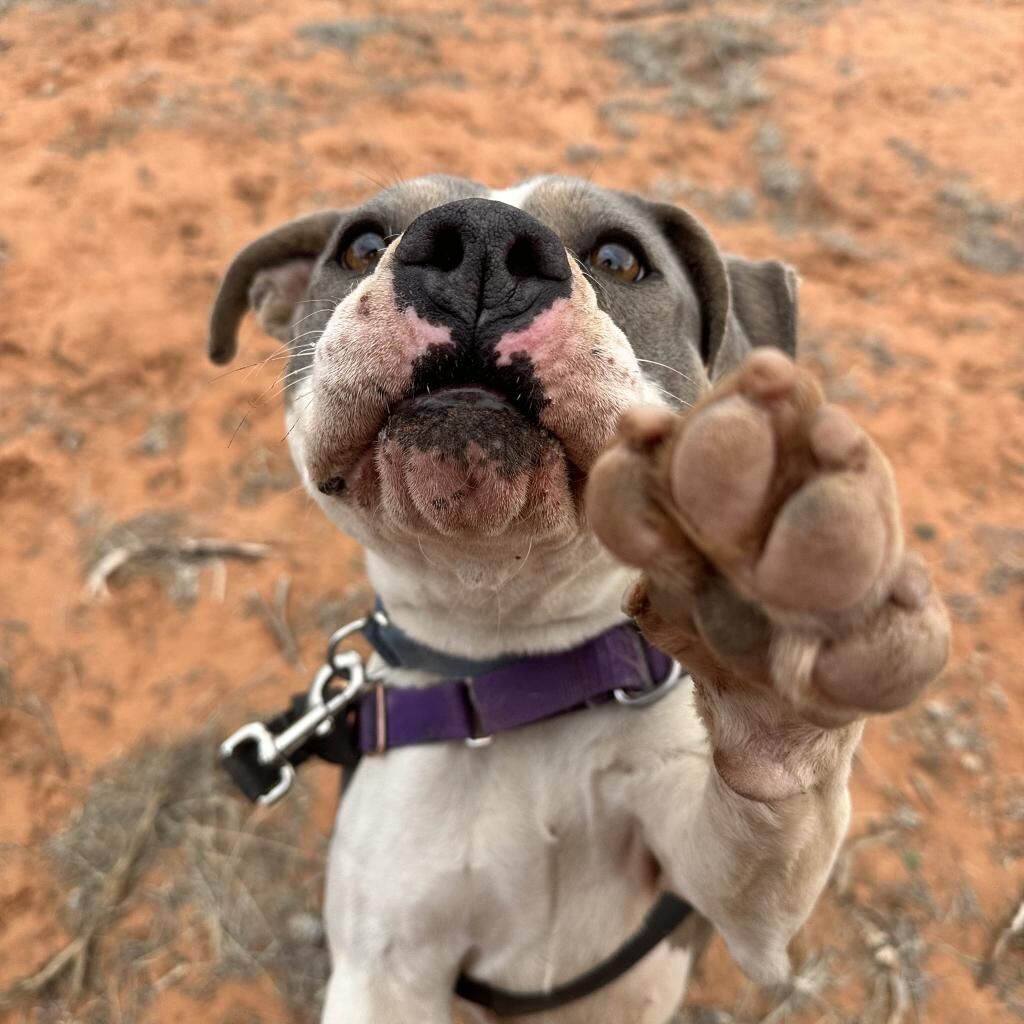 Hello my name is Joplin | Dogs | KSL Classifieds