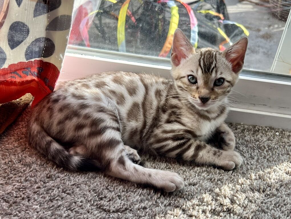 Stunning Bengal Kittens! | Cats | KSL Classifieds