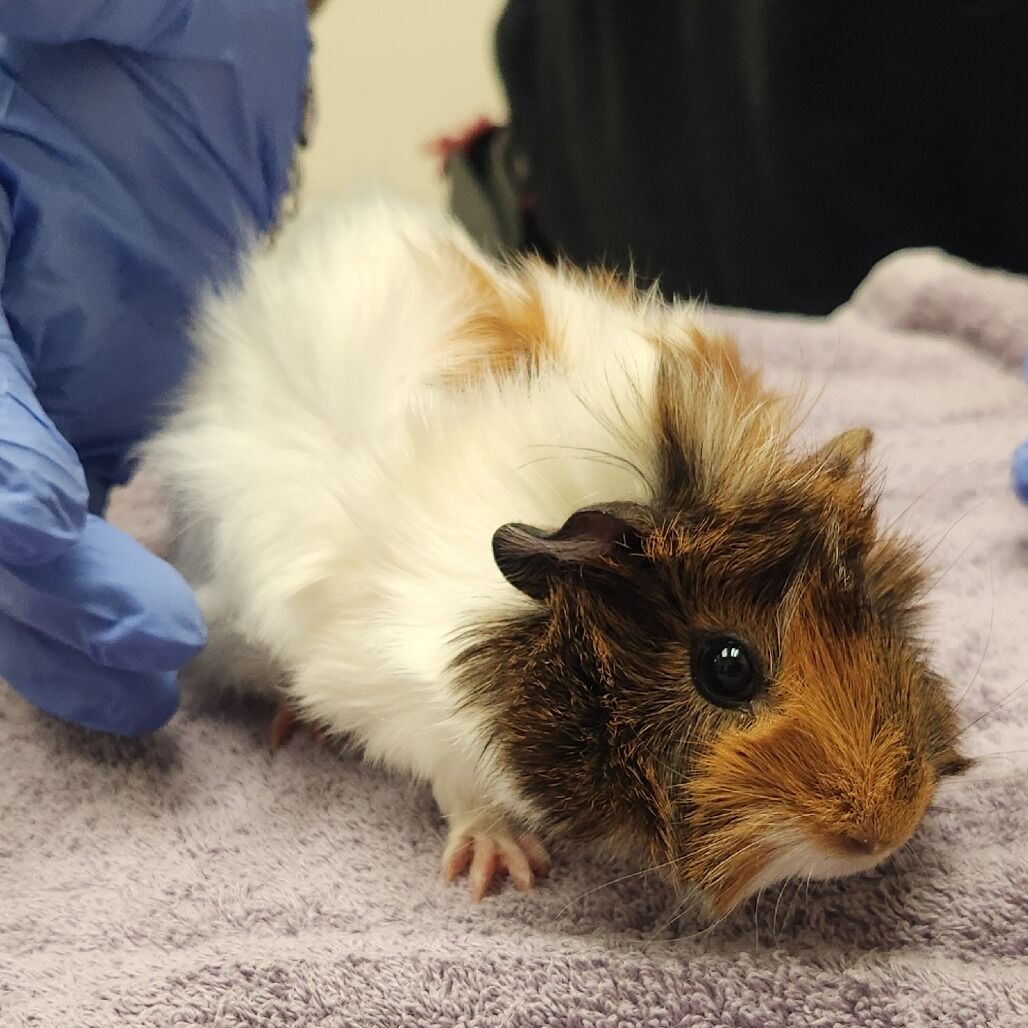 Hello my name is Lucia | Guinea Pigs | KSL Classifieds