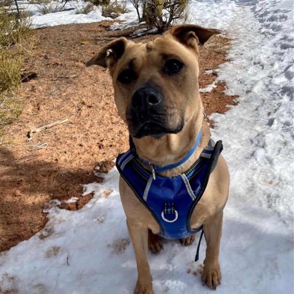 Hello my name is Luz | Dogs | KSL Classifieds