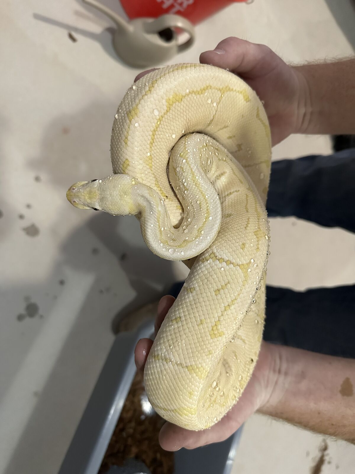 Male, Banana, Pastel, Pinstripe, het Clown, Ball Python | Reptiles ...