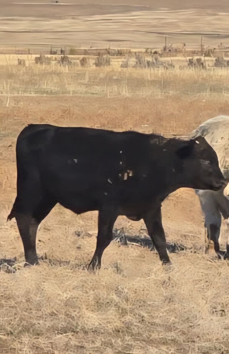 BULL | Cattle | KSL Classifieds