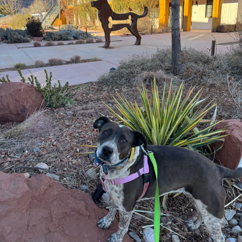 Hello my name is Didgeri | Dogs | KSL Classifieds