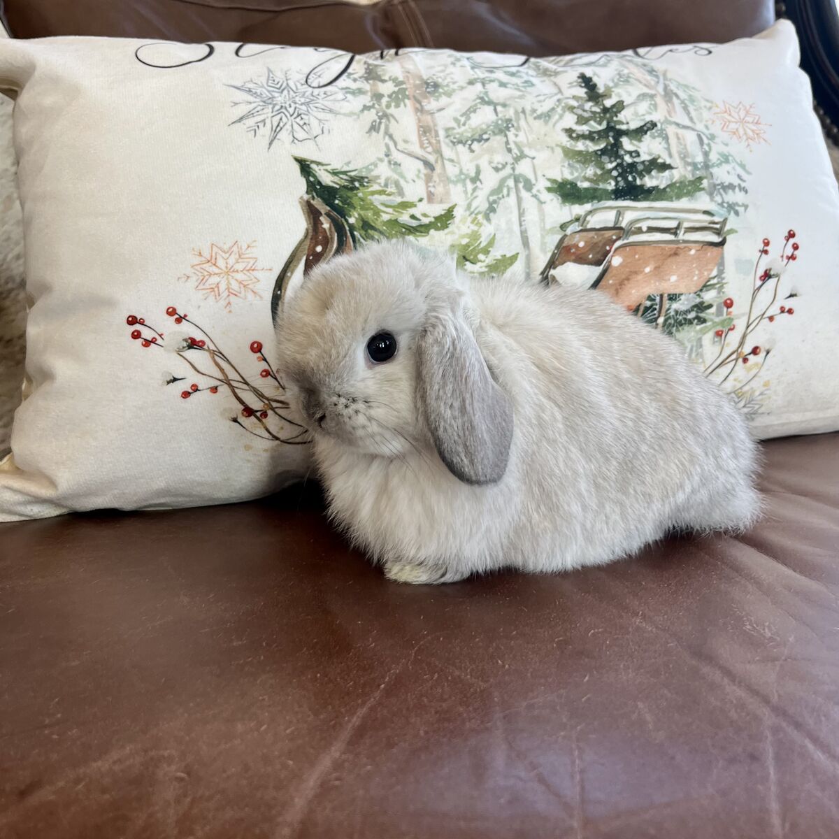 Frosty Holland Lop | Rabbits | KSL Classifieds