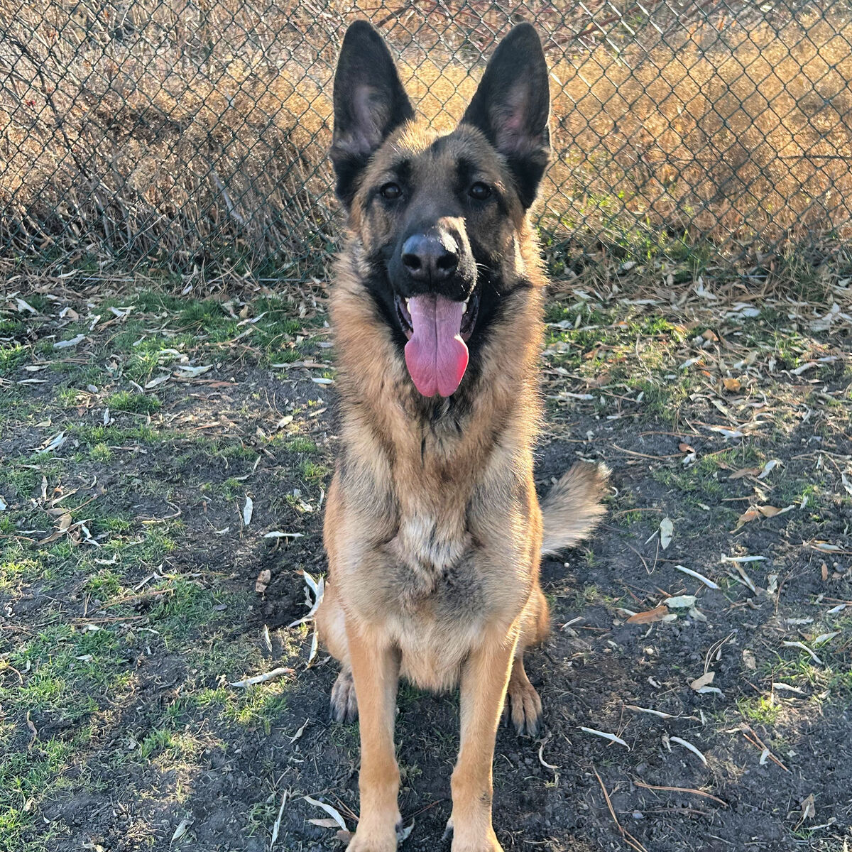 Nala | Dogs | KSL Classifieds