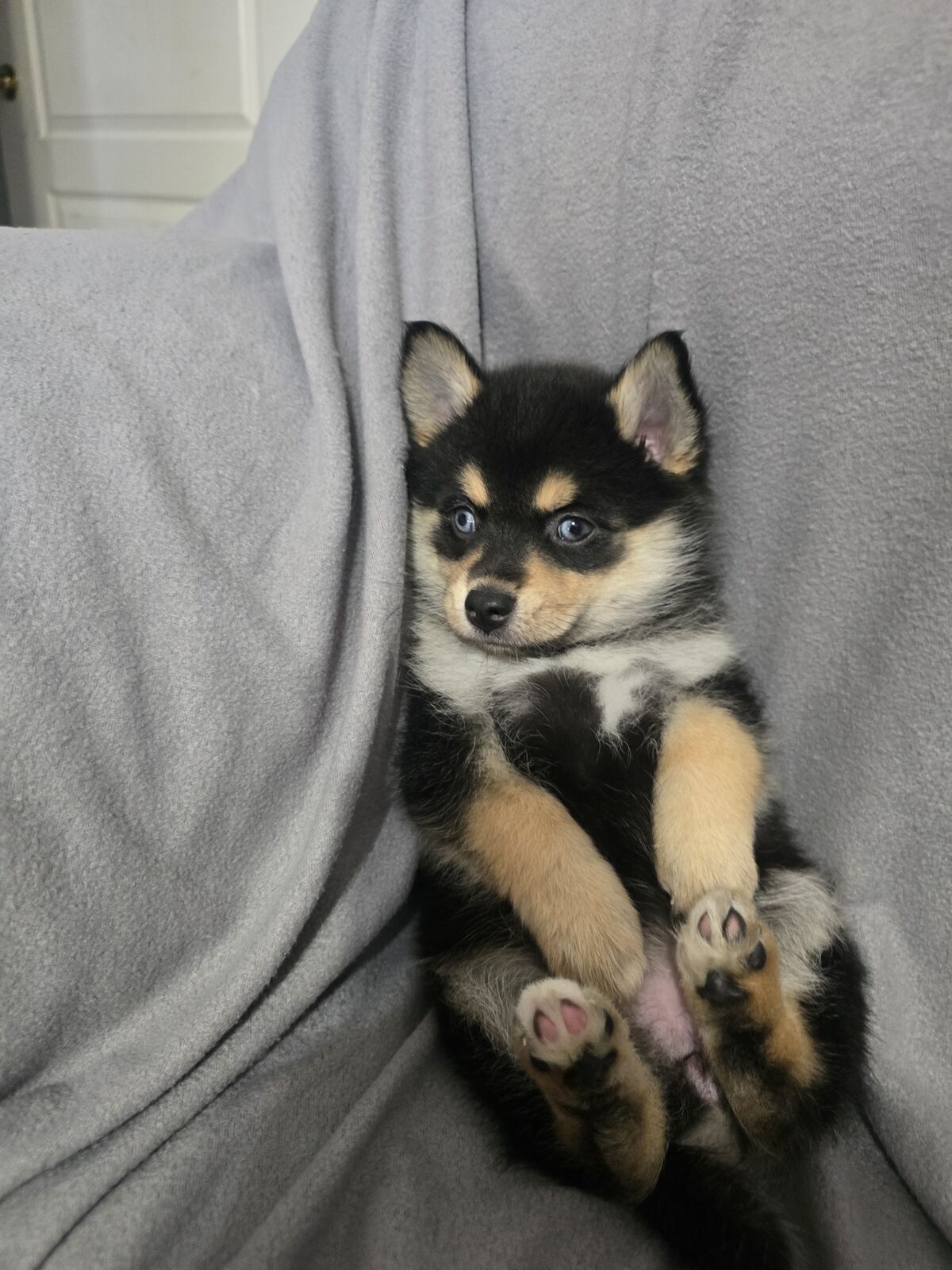 Pomsky puppy | Dogs | KSL Classifieds
