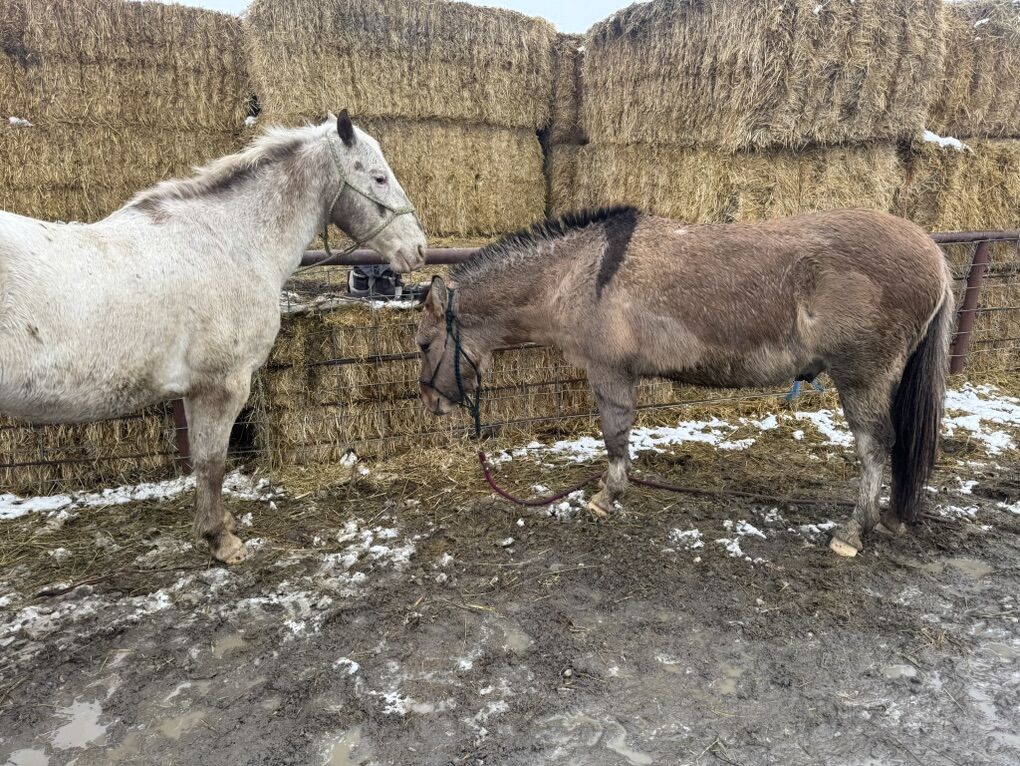 John Boy Grab Him While Ya Can | Horses | KSL Classifieds