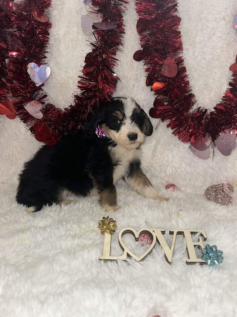 Standard Bernedoodle | Dogs | KSL Classifieds