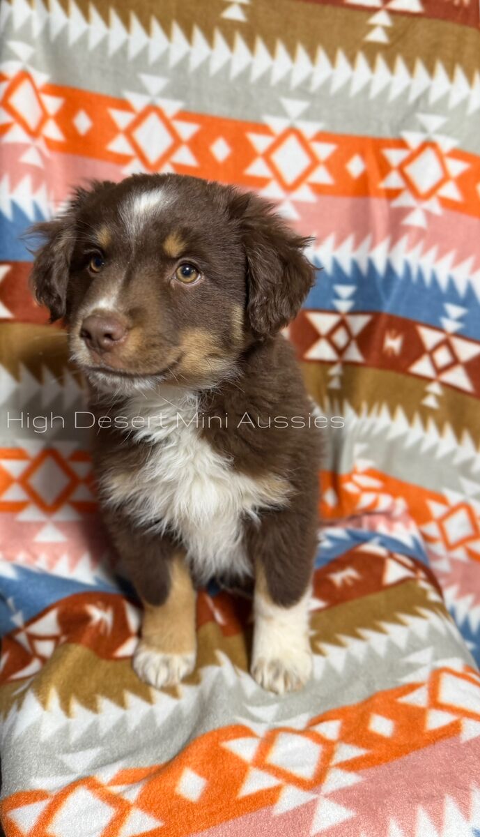 Mini Aussies ( Miniature American Shepherd ) | Dogs | KSL Classifieds