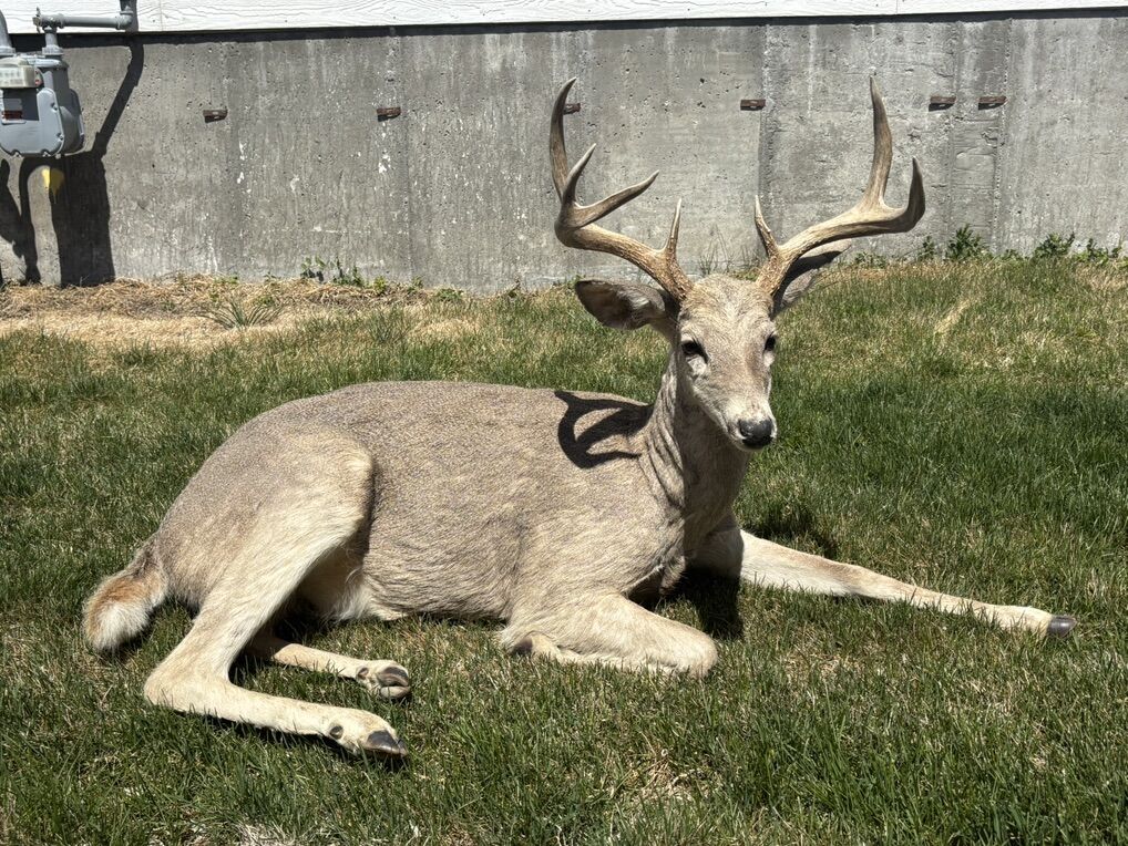 Full Body Coues | Skins and Taxidermy Mounts | KSL Classifieds