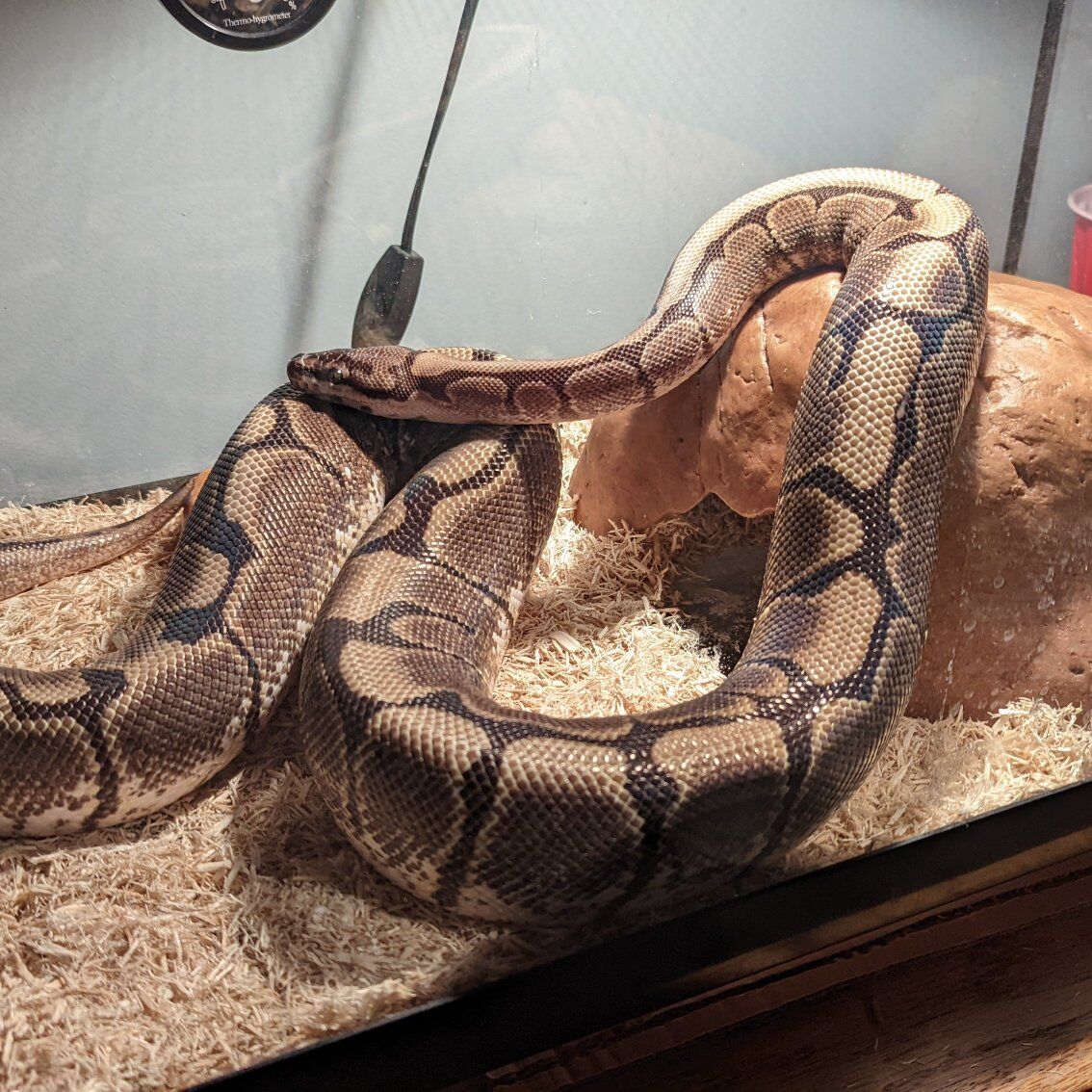 Ball Python Spider Pattern | Reptiles | KSL Classifieds