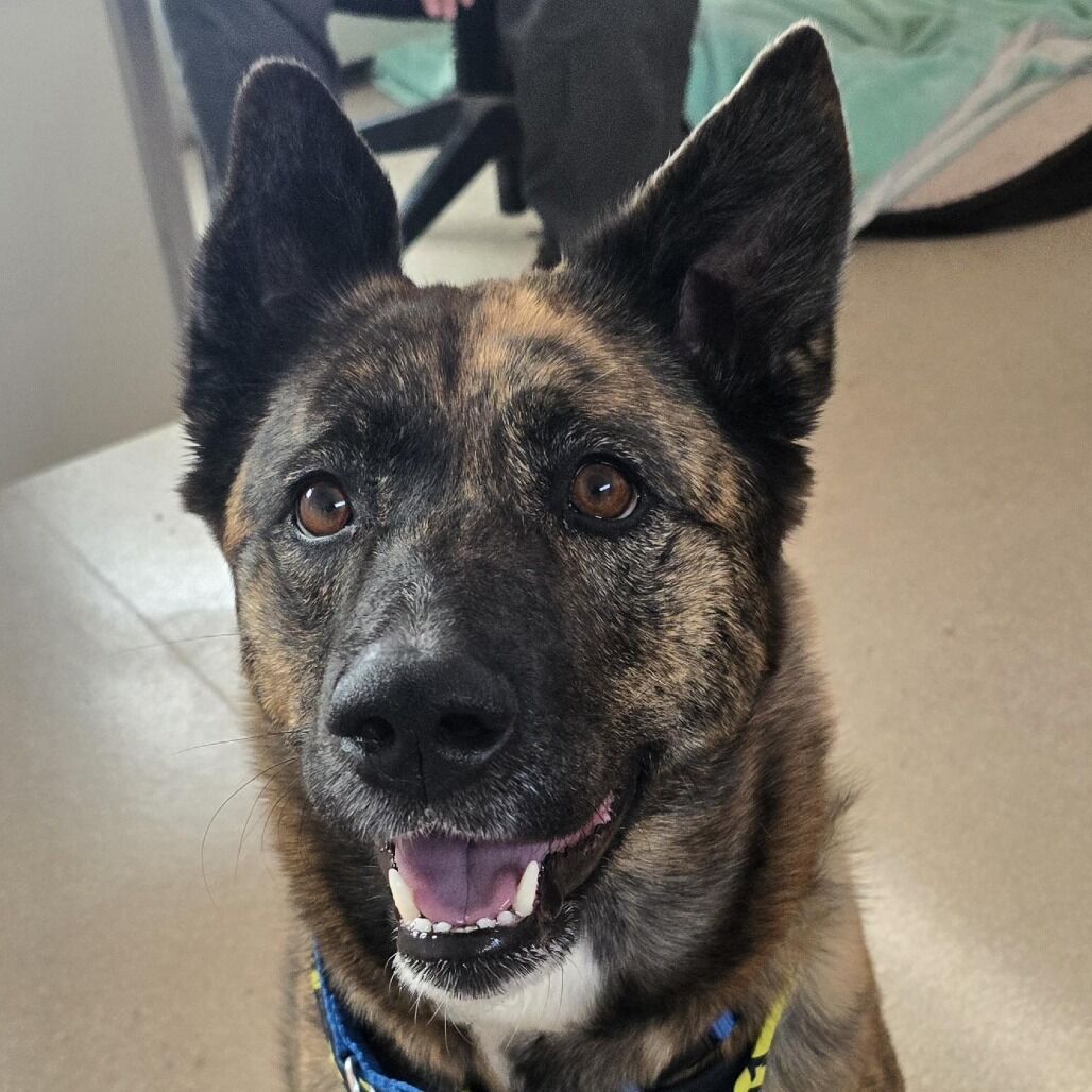 Hello my name is Bex | Dogs | KSL Classifieds