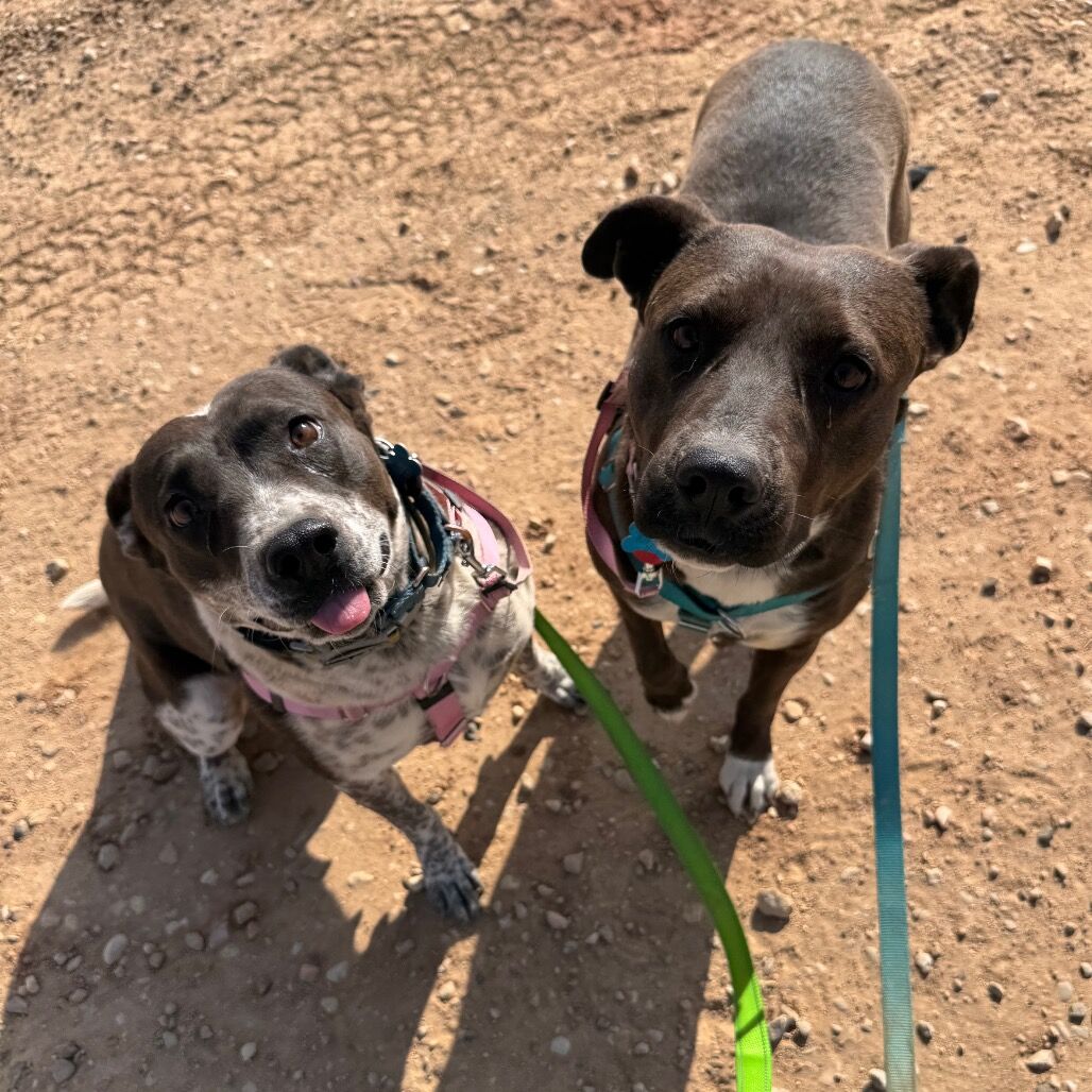 Hello my name is Didgeri | Dogs | KSL Classifieds