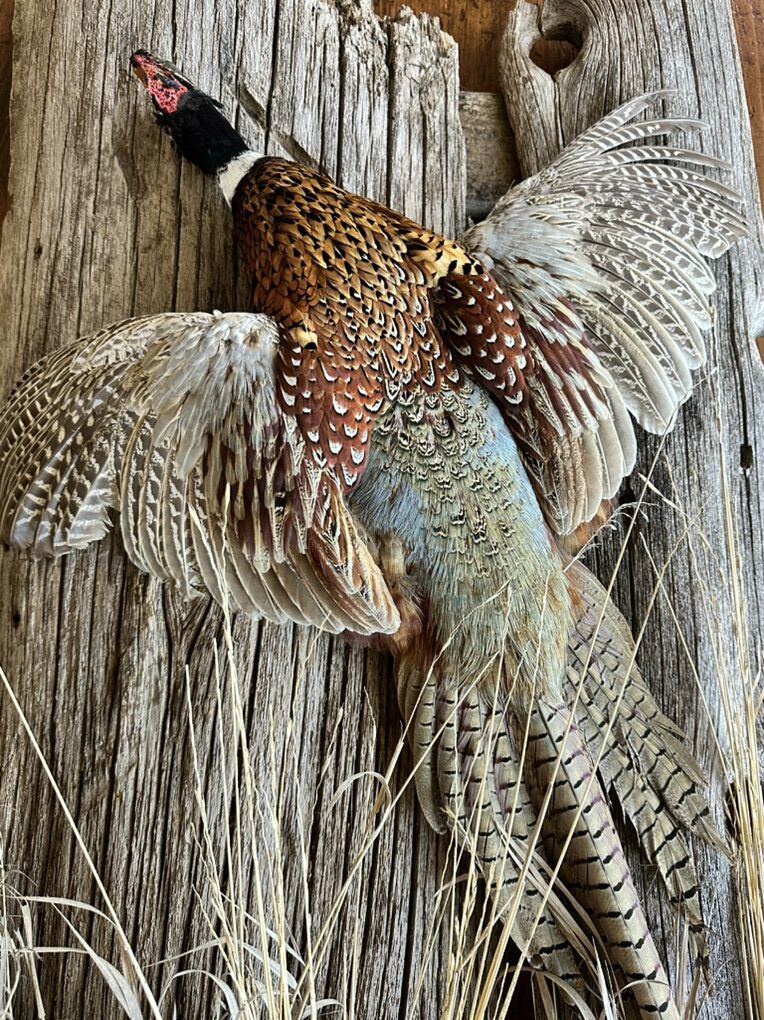 Pheasant Rooster wall Mount | Skins and Taxidermy Mounts | KSL Classifieds